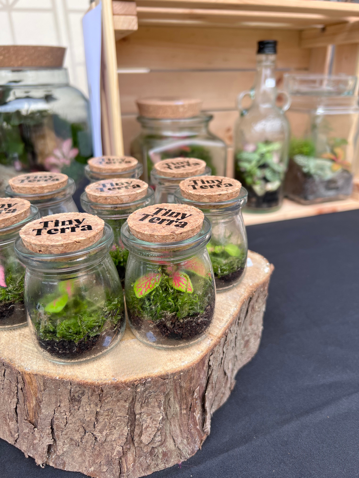 Tiny Terra | Terrariums, DIY Kits & Workshops